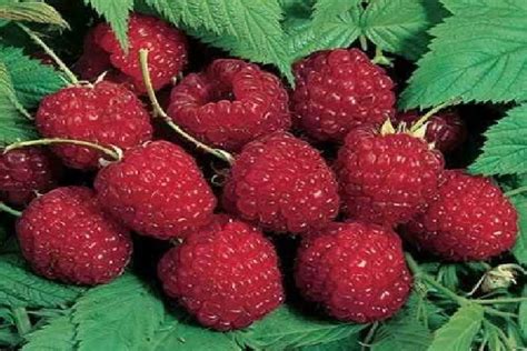 Raspberry Bushes Garden Empowerment
