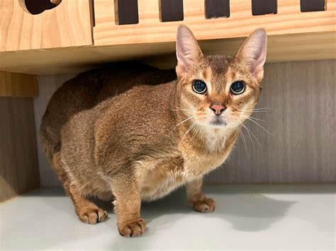 아비시니안황동이 고양이책임분양 인천고양이분양 수원고양이분양 서울고양이분양 대전고양이분양 평택고양이분양 시흥고양이분양