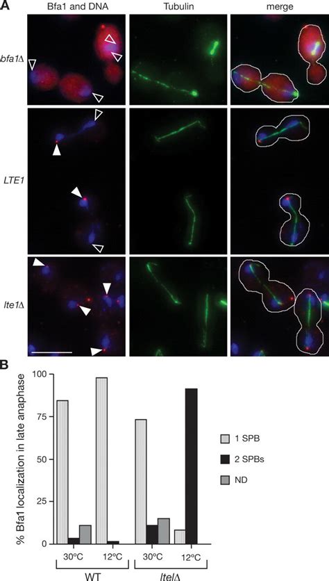 Lte1 Is Required For Asymmetric Localization Of Bfa1 At Dspbs At 12°c