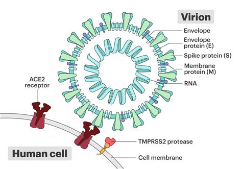 오늘의 과학기술 동영상으로 보는 코로나바이러스의 일생