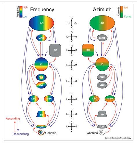 Figure 3 From Three Dimensional Auditory Localization In The Echolocating Bat Semantic Scholar