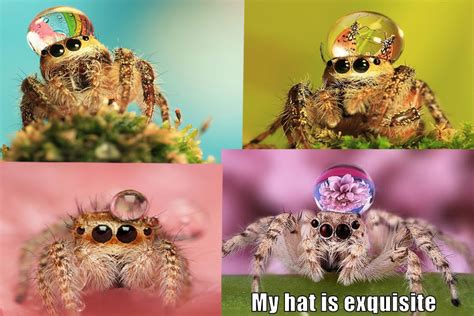 Spiders Wearing Hats