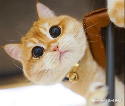 猫咪为什么舔你？原因根本没有你想的那么简单 知乎