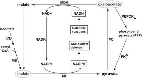 A Novel Anti Oxidative Defense Strategies For Converting Nadh Into