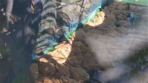 កសិកម្មចិញ្ចឹមកង្កែប ងាយស្រួលចិញ្ចឹម នៅ ផ្ទះរកចំណូលបានច្រេីន កសិដ្ឋានចិញ្ចឹមកង្កែបក្រុងបាត់ដំបង