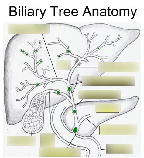 Biliary Tree Anatomy Diagram Quizlet