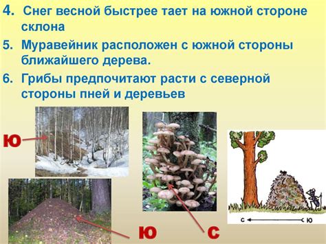 Ориентирование на местности презентация онлайн