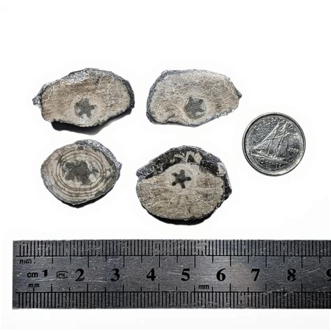 Crinoid Fossil Cross Section Crinoid Stem Polished Fossil Collector Jwellery Making Etsy