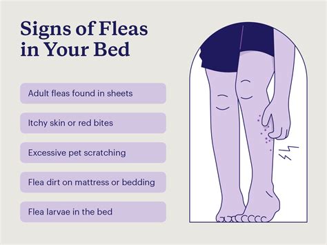 Signs Of Fleas In Bed How To Remedy Prevent