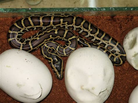 Burmese Python Python Bivittatus Stock Image Image Of Hatching