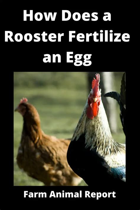 7 Scientific Steps How Do Roosters Fertilize Eggs Pdf Roosters