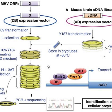 Selection And Replica Plating Of Positive Yeast Colonies A Download Scientific Diagram