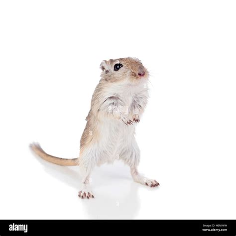 Portrait Of A Funny Gergil Standing Isolated On A White Background