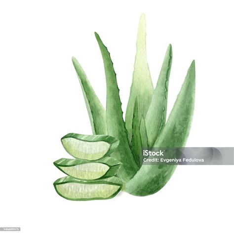 알로에 베라 식물 펄프 조각과 육즙이 많은 즙이 많은 알로에 손으로 그린 수채화 그림 흰색 배경에 격리되어 있습니다 화장품 포장용 포장지 엽서 수채화에 대한 스톡 벡터 아트