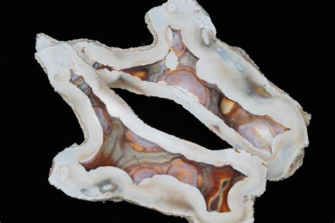 Polished Coral Geode Fossil Pair Coralgeodes Store