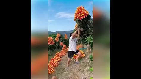 Фруктовый рай 2025 Домашний уют ВКонтакте