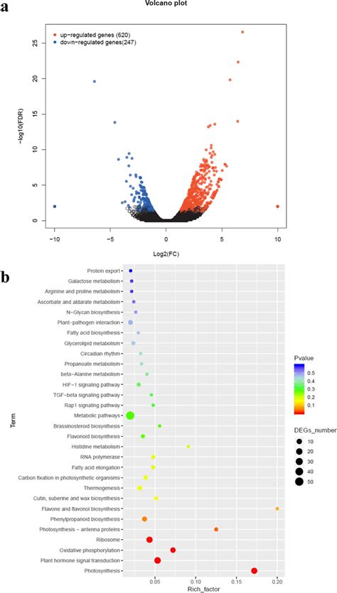 Volcano Plot And Enrichment Of Metabolic Pathways Identified By A Kegg Download Scientific