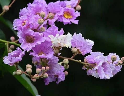 植物 大亚湾红树林城市湿地公园