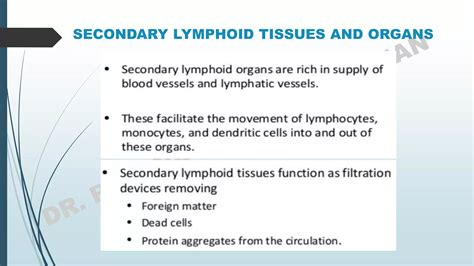 Secondary Lymphoid Organs Pptx