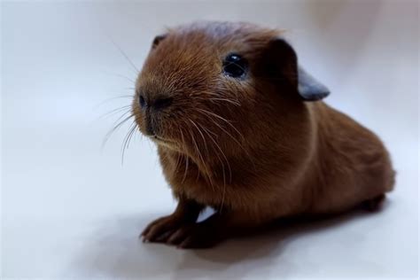 В новый дом уехали два дружбана С запасом корма Будут жить на Юго Западной Самец Питомник