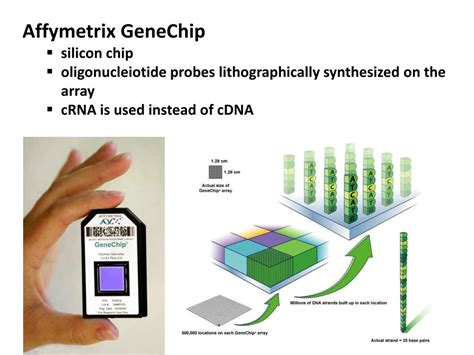 Ppt Introduction To Microarray Data Analysis Bmiibgp 730 Powerpoint Presentation Id487515 Ppt Introduction To Microarray Data Analysis Bmiibgp 730 Powerpoint Presentation Id487515