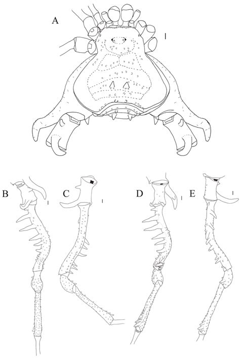 Sadocus Ingens Mello Leitão Male Mzsp 36965 A Habitus Dorsal View