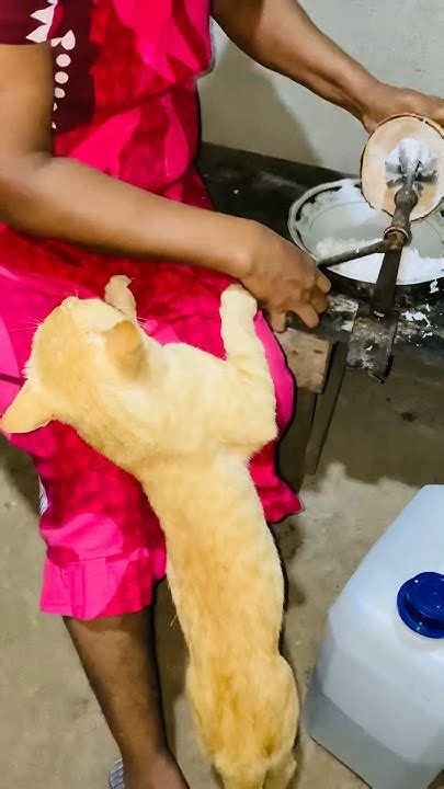 අම්මා පොල් ගානකම් ආතල් එකේ හිටගෙන ඔඩොක්කුවෙ නිදාගන්න අපෙ කිටියා 😹 මෙහෙම හුරතල් පූසෝ ඉන්නේ කාටද