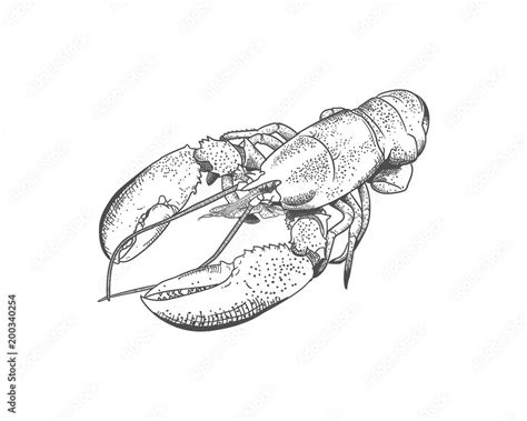 Lobster Realistic Hand Drawn Sketch Illustration Sea Food Vector Stock
