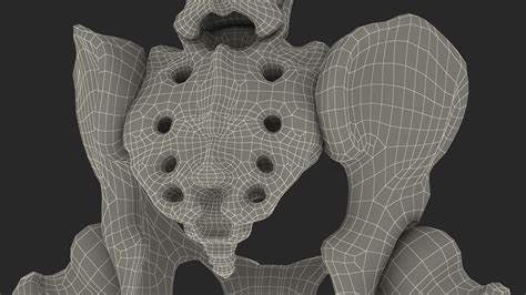 Young Man Skeleton 3d Model 149 3ds Blend C4d Fbx Max Ma Lxo Obj Free3d