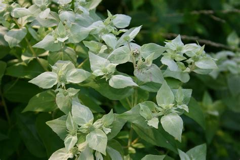 Pycnanthemum Spp Mountain Mint Naturalist Nate