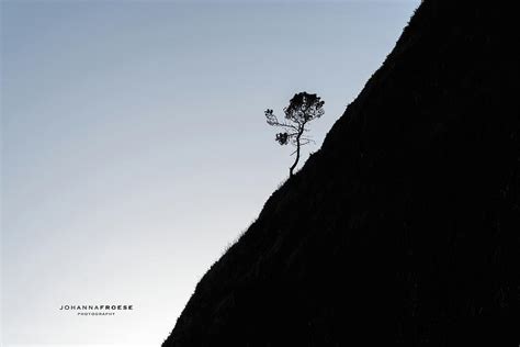 Tree Growing On Side Of Cliff Photograph By Johanna Froese