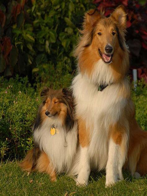 El Collie Mascotas