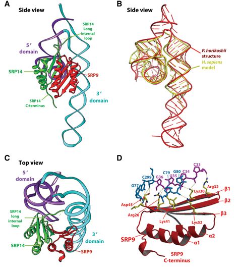 Figure 3 From Crystal Structure Of A Signal Recognition Particle Alu