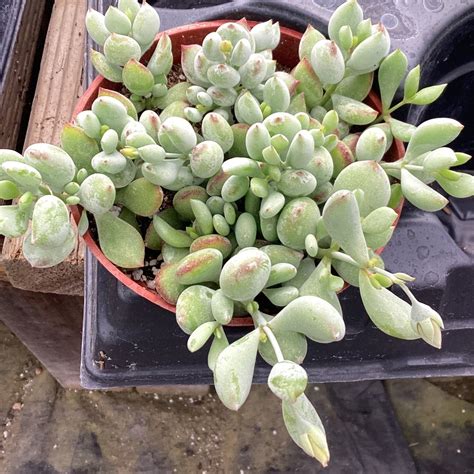 Cotyledon Pendens Succulent Gardens