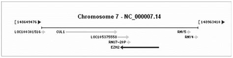 Primer And Method For Detecting Ezh2 Genes Eureka Patsnap