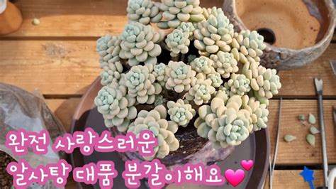 완전 사랑스러운 알사탕대품 예쁜 큐빅분에 분갈이해요💕 러블리로즈 스피드다육 Youtube