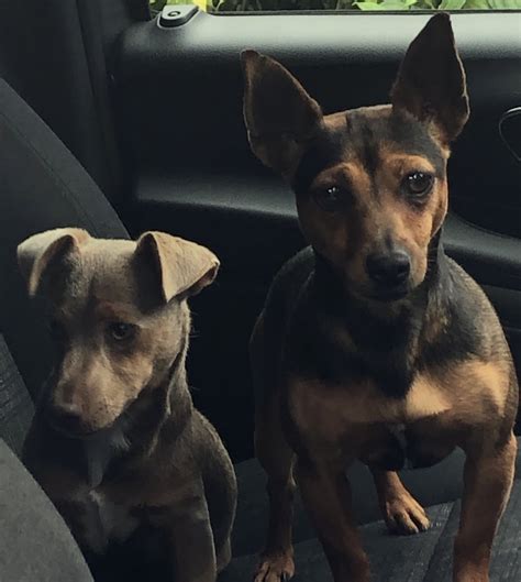 Jack Russell Doberman Mix