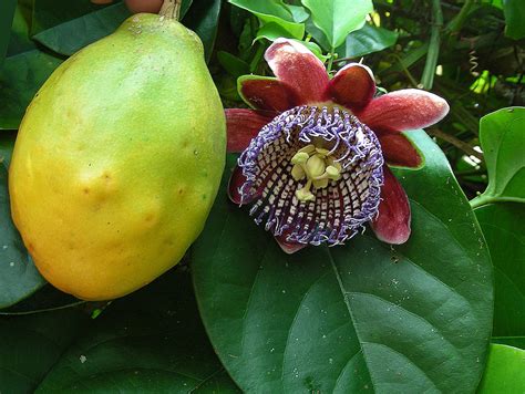 Passiflora Alata Alchetron The Free Social Encyclopedia