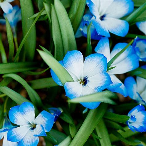 Extinct Plants These Plants Went Extinct In Nyc Now An Artist Is