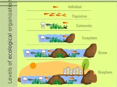 Ecosystem And Difference Between Population And Community Ecological