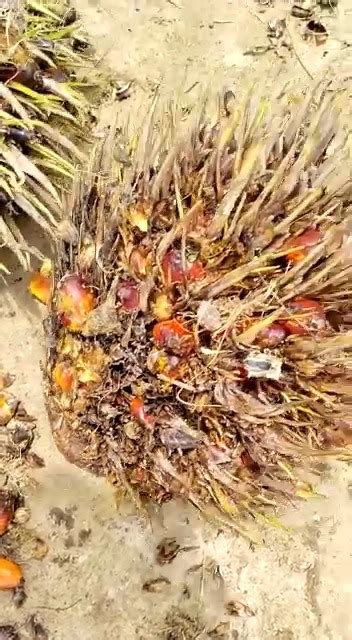 Palm Ripeness Detection Object Detection Dataset And Pre Trained Model