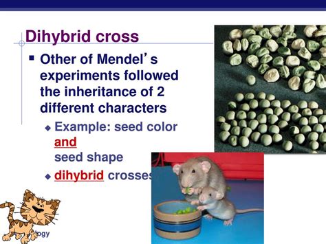 Ch 14 15 Mendelian Genetics Review And Chromosomes Ppt Download