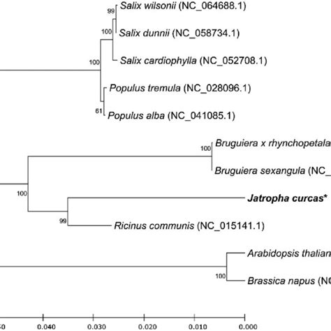 Unrooted Phylogenetic Tree Of Mitochondrial Genome Sequences Of