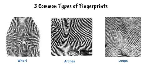 Comparing Fingerprints Activity For Students And Teachers