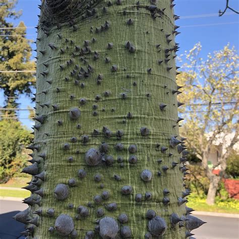 This Unusually Spiky Tree Trunk Mildlyinteresting