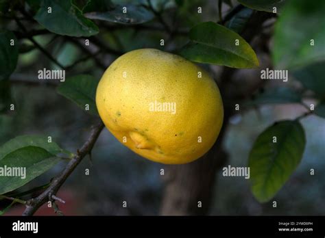 Limon Real Citrus Excelsa Is A Small Tree Native To Philippines