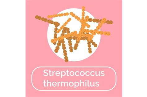 Streptococcus Thermophilus Bacteria Microbiología