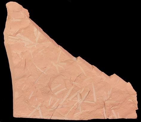 7 5 Shale With Fossil Ginkgo Leaf Fragments Baikal Siberia 72435