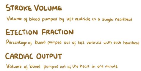 Stroke Volume Ejection Fraction Cardiac Output Flashcards Quizlet