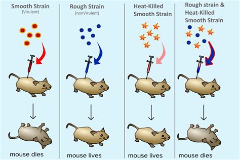 Griffith Mouse Experiment